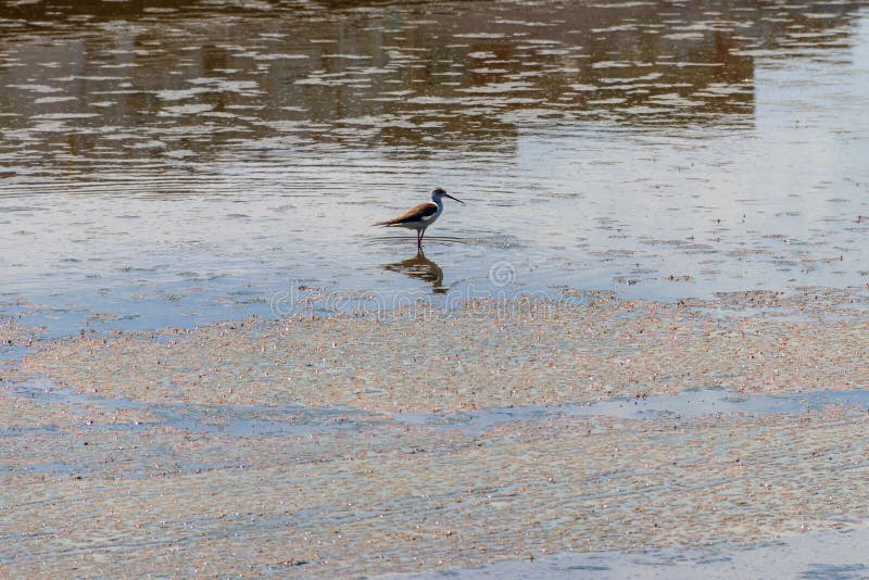 Tacha Negra De Himantopus Himantopus En El Lago Imagen de archivo ...