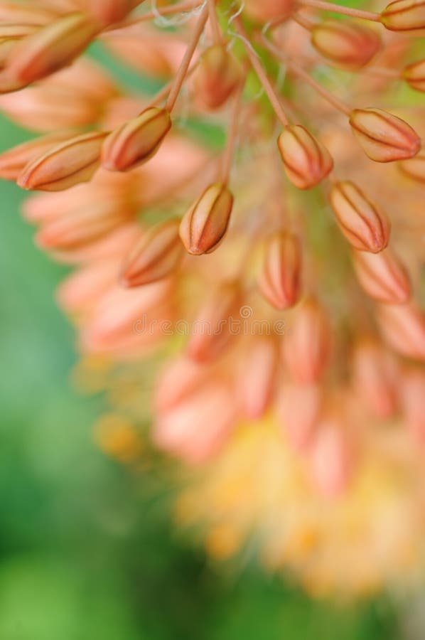 Tache floue de fleur image stock. Image du fleur, flou - 14988067