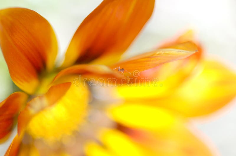 Tache floue de fleur image stock. Image du normal, lumière - 547981