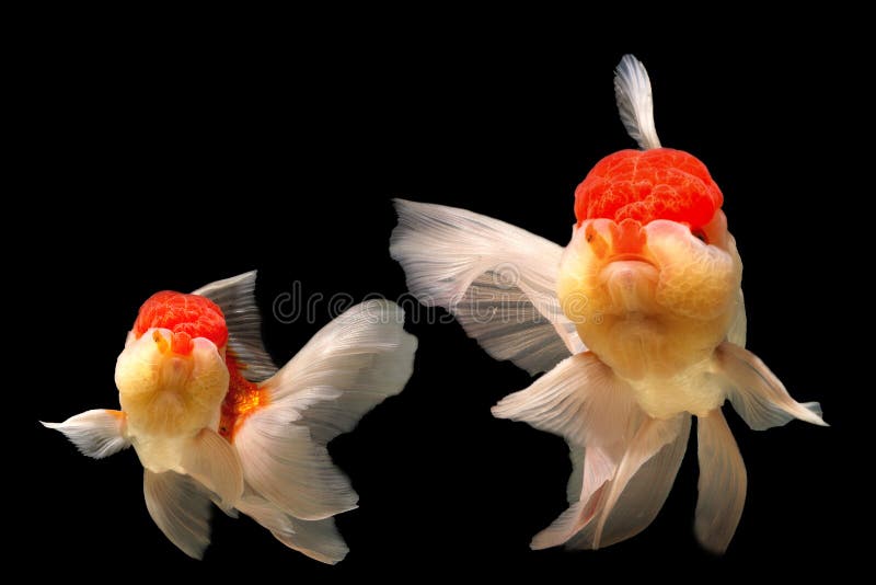 Tache Floue De Mouvement De Poisson Rouge Photo stock - Image du action ...