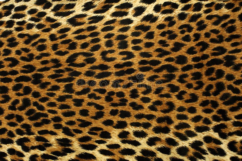 Taches de léopard image stock. Image du brun, cheveu - 41815301