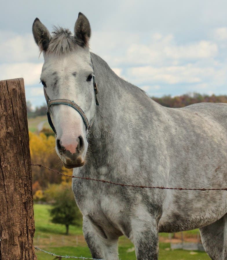 Tachetez Le Cheval Gris Galopant Dans Le Domaine De Neige Photo stock ...