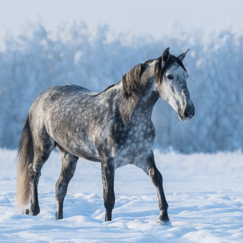 Tachetez Le Cheval Gris Sur Le Champ Neigeux Image stock - Image du ...