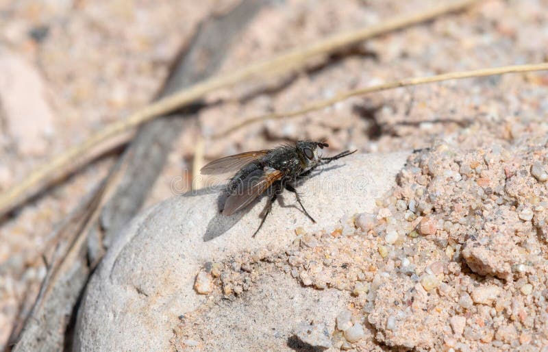 Tachinid Fly Resting on a Stone in a Sandy Environment Stock Image ...