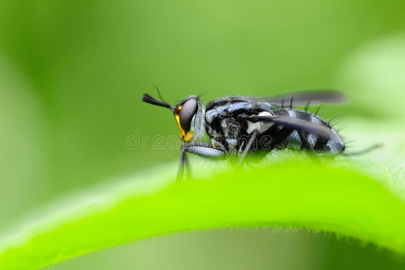 Tachinidae Fly. Biological Pest Control, in Taiwan, Insect, Asia ...