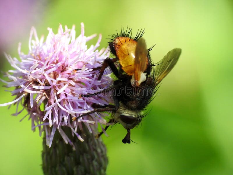 Tachina Sp Stock Photos - Free & Royalty-Free Stock Photos from Dreamstime