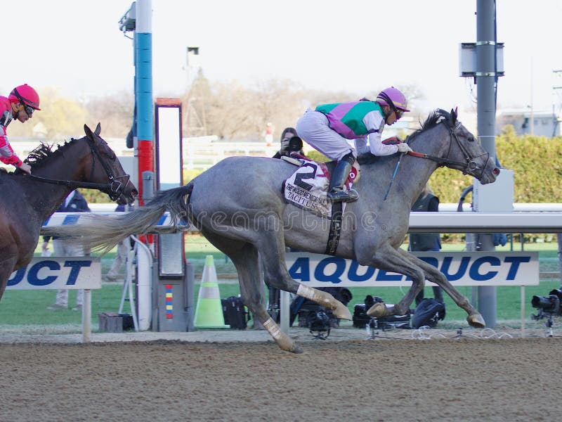 Tacitus by the Great Sire Tapit Editorial Photography - Image of closed ...