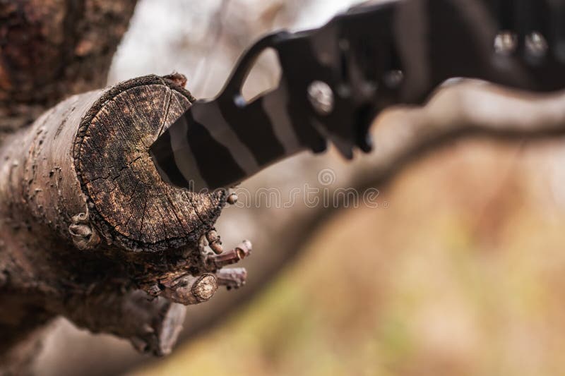 Tactical Knife Stuck in a Tree Stump in a Forest Stock Photo - Image of ...