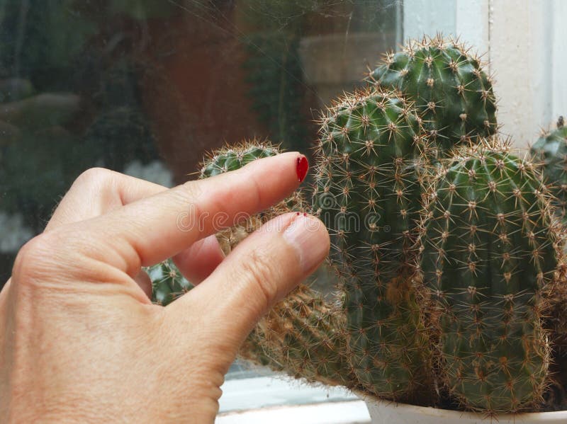 Tacto De Las Agujas Del Cactus Imagen de archivo - Imagen de cubo ...