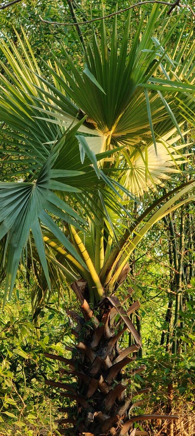 Tad tree stock photo. Image of 39aph39, people, tree - 324935710