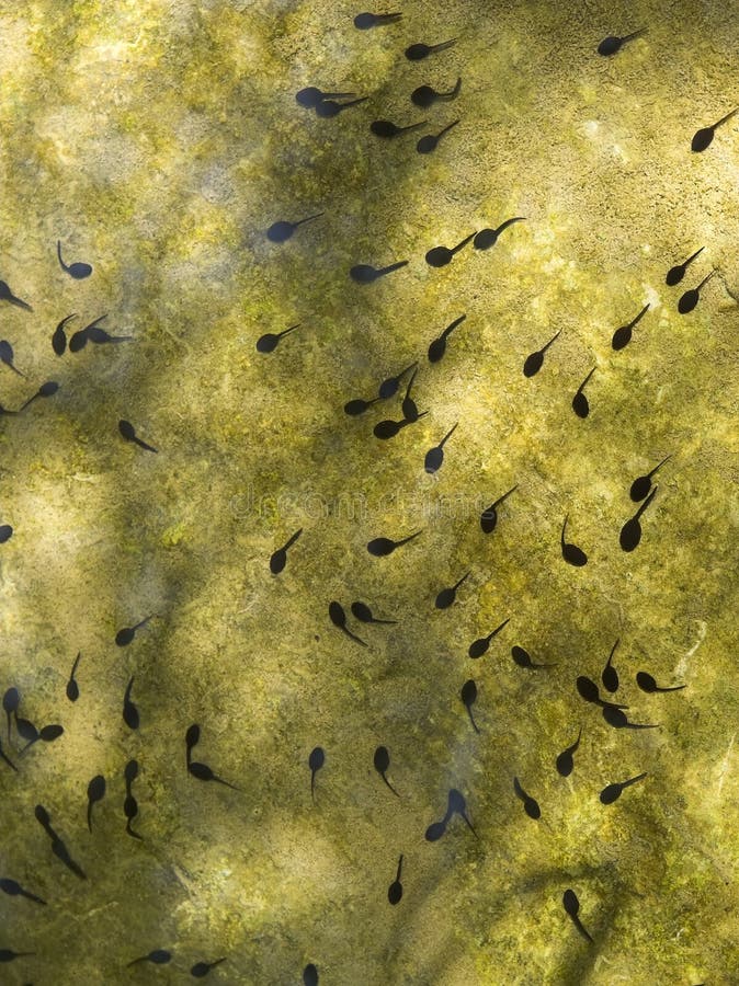 Tadpole stock image. Image of larvae, macro, pond, animals - 29620093