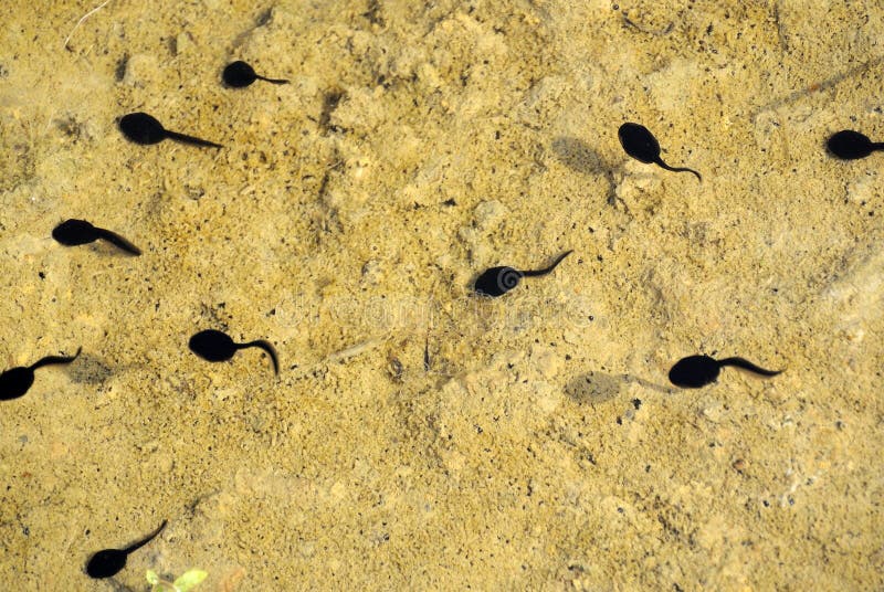 Tadpole stock image. Image of larvae, macro, pond, animals - 29620093