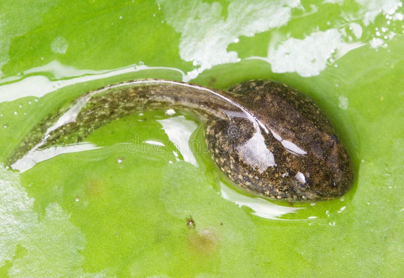 Tadpole stock image. Image of leaf, frog, green, macro - 5724923