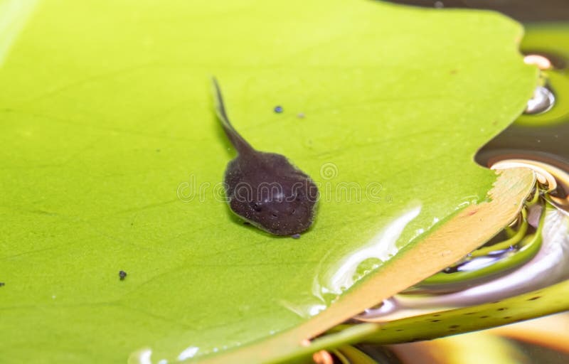 Tadpole of the Green and Golden Bell Frog Stock Image - Image of ...