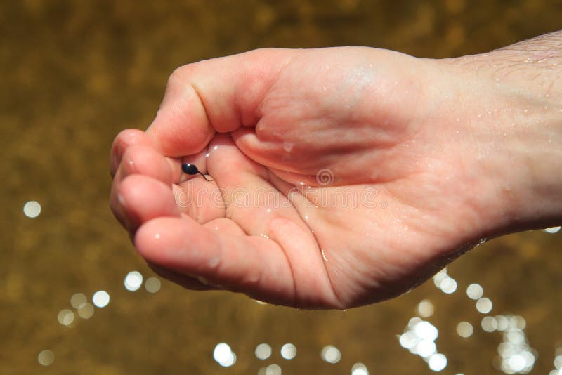 143 Tadpole Hand Stock Photos - Free & Royalty-Free Stock Photos from ...