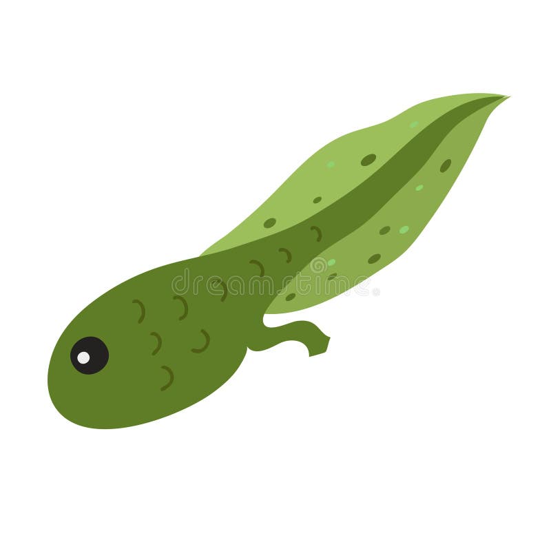 Tadpole With Legs Clipart Realistic Frog S Vector & Photo (Free Trial)