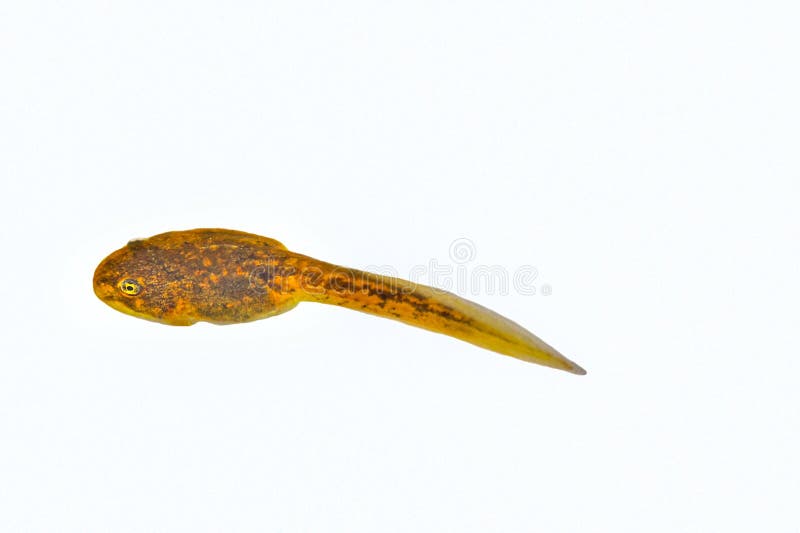 Tadpole Isolated on a White Background Stock Image - Image of closeup ...