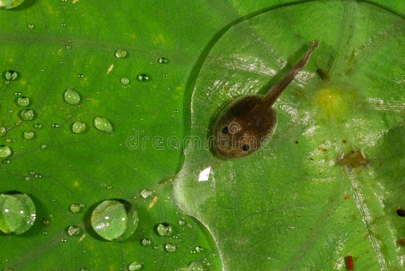 Tadpole on Leaf stock image. Image of treefrog, water - 15283691