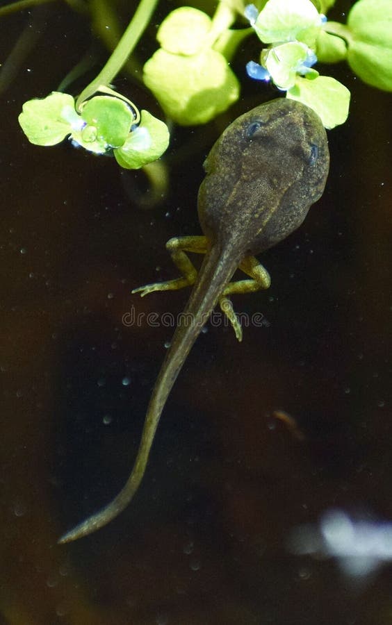 Tadpole with Legs in a Wildlife Pond, Eating Algae from Watercress ...