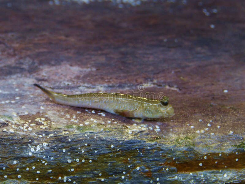 Tadpole stock photo. Image of tadpole, little, water - 95074100
