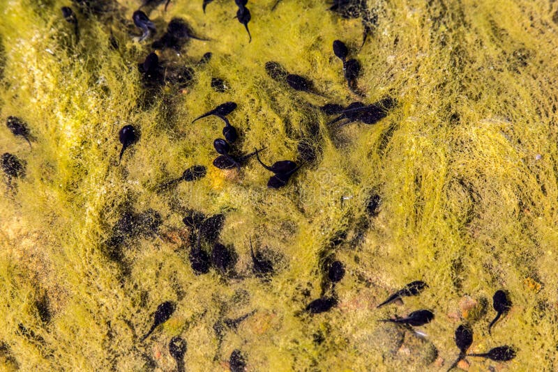 Tadpole stock image. Image of animals, billabong, biological - 37469203