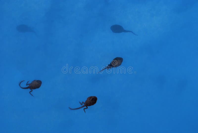 Tadpole stock image. Image of cute, frog, animal, swimming - 32400027