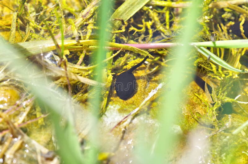 A tadpole in a pond stock photo. Image of underwater - 210565362