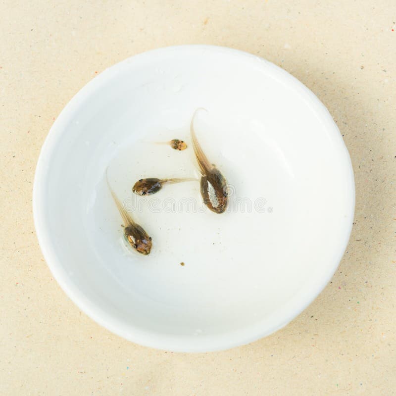 Tadpole stock photo. Image of background, shot, wildlife - 72318760