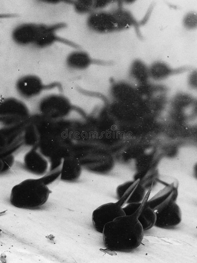 Lots of tadpoles stock photo. Image of fauna, time, aquatic - 218054666