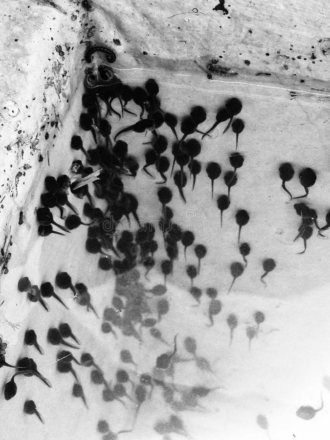 Tadpole in swimming pool stock image. Image of gills - 42955363