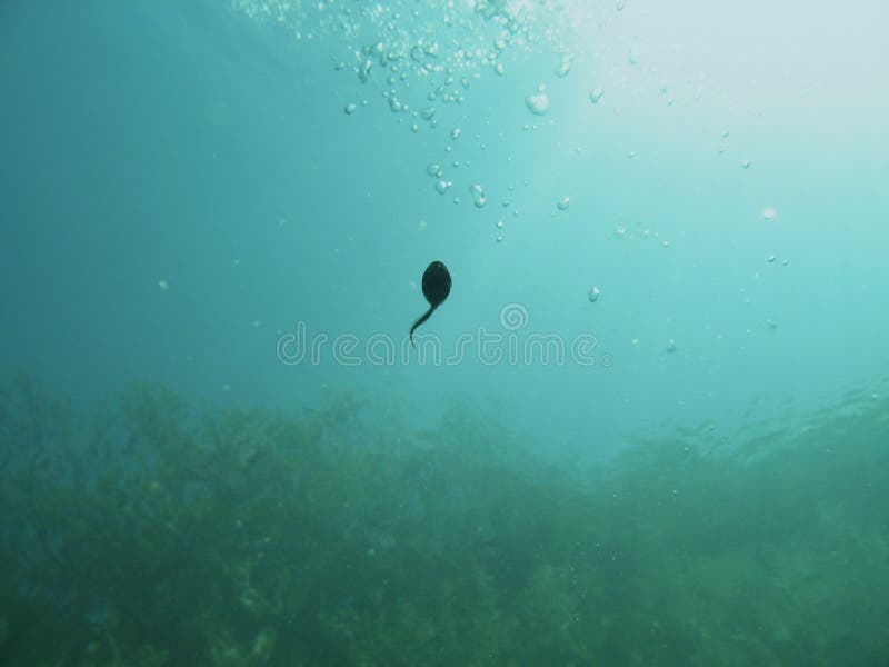 Tadpole Underwater in Freshwater Lake Stock Image - Image of fish ...