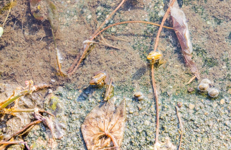 Tadpole Swarm stock image. Image of environment, travel - 86704275