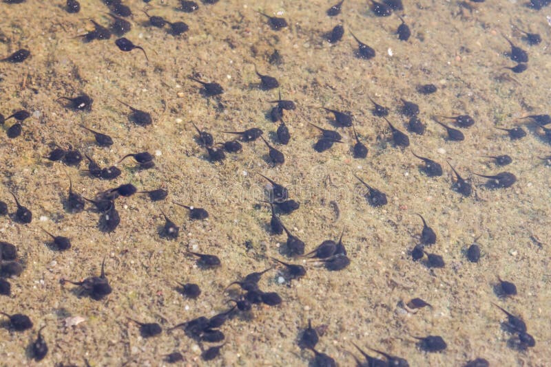 Tadpole Swarm stock image. Image of environment, travel - 86704275