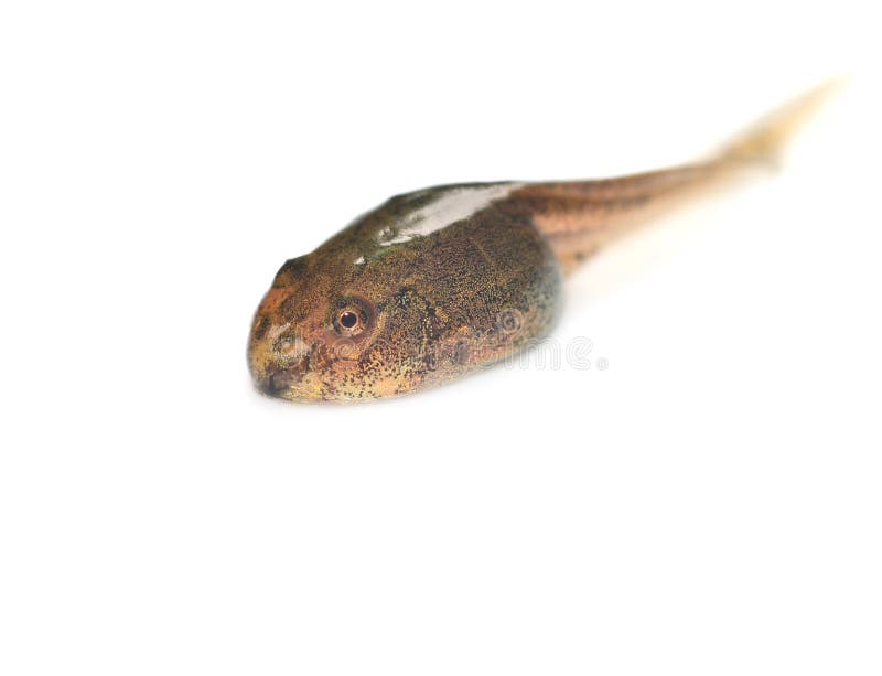 Tadpole stock photo. Image of polliwog, baby, isolate - 45330010