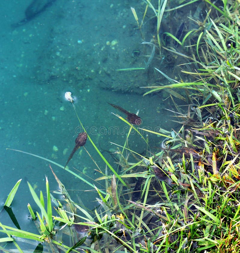 14+ Tadpoles Free Stock Photos - StockFreeImages