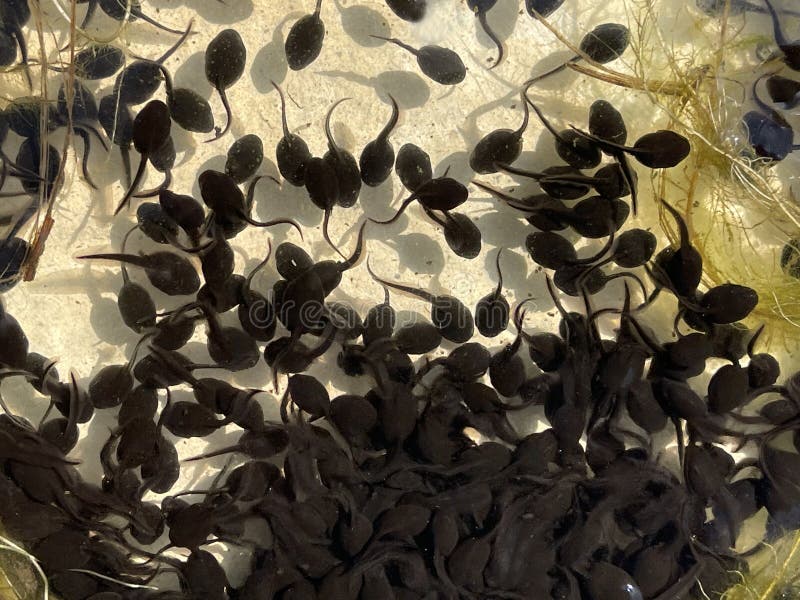 Tadpoles, bufo stock photo. Image of tadpoles, amphibia - 249396956