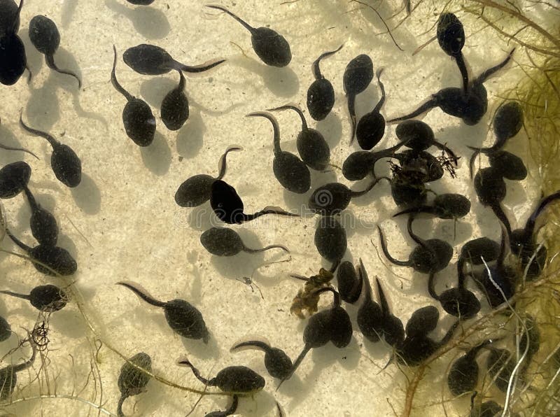 Developmental Stages of Indian Mealmoth Plodia Interpunctella of a ...