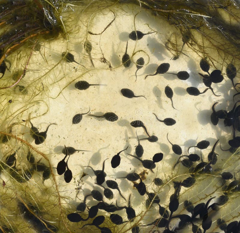 Tadpoles, bufo stock image. Image of llaich, bufo, tadpoles - 249396999
