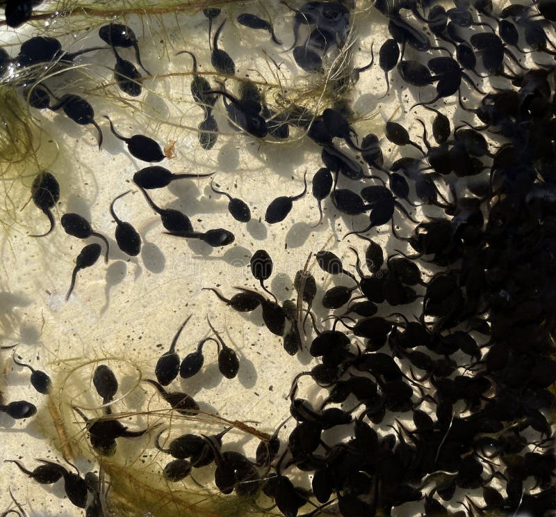 Stages Frogs Stock Photos - Free & Royalty-Free Stock Photos from ...