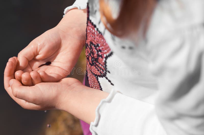 Tadpoles in a Child S Hands. the Child Learns the World Around U Stock ...