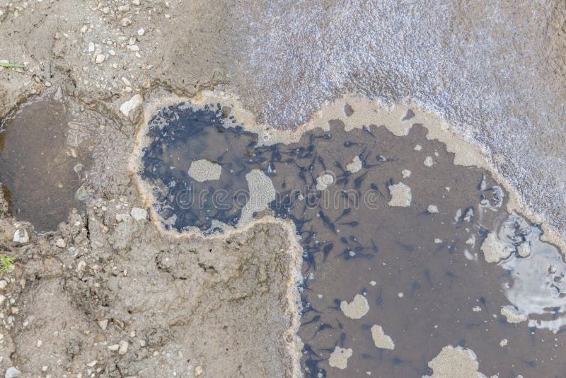 Tadpoles in a Dirty Puddle of Water Stock Photo - Image of nature, rain ...