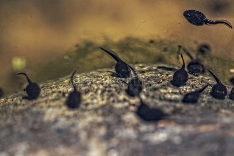 Tadpoles Swimming in the Water Stock Image - Image of polliwog, biology ...
