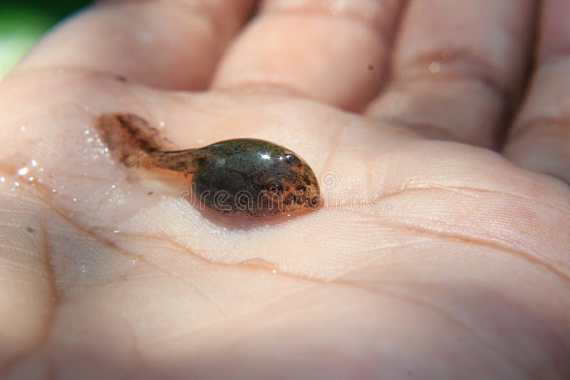 Tadpoles in hand stock image. Image of wildlife, water - 102317795