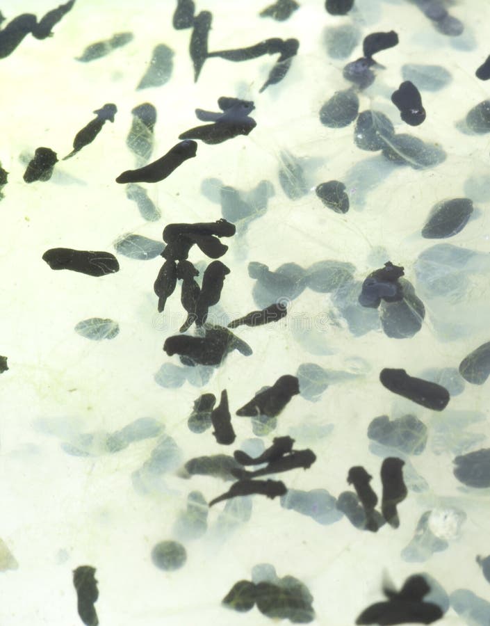 Tadpoles hatching stock image. Image of close, natural - 18900841