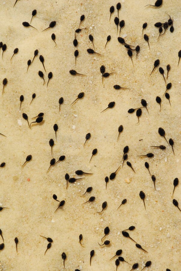 Tadpoles in lake stock image. Image of marine, tadpole - 761327