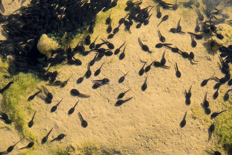 Tadpoles stock photo. Image of tadpole, closeup, life - 183477702