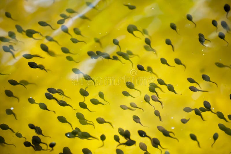 Tadpoles stock image. Image of biology, ecology, billabong - 66230145
