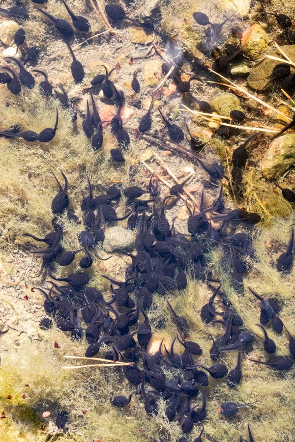 Tadpoles in the pond water stock photo. Image of freshwater - 216915532