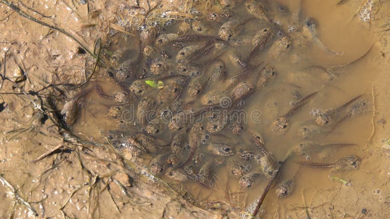 A Swarm of Tadpoles in the Water Stock Video - Video of green ...