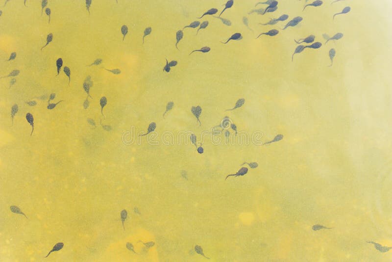 Tadpoles stock photo. Image of environment, dark, directions - 56577106